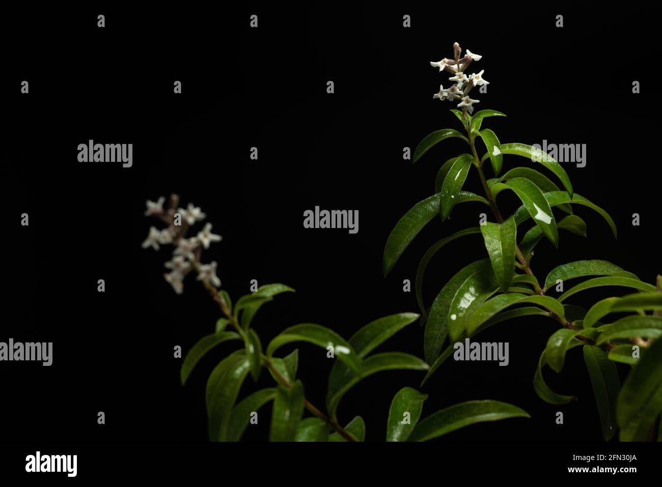 Aloysia citrodora, lemon verbena, is a species of flowering plant in ...