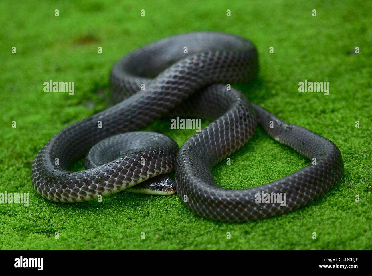 Lesser black krait (Bungarus lividus) full body shot Stock Photo - Alamy