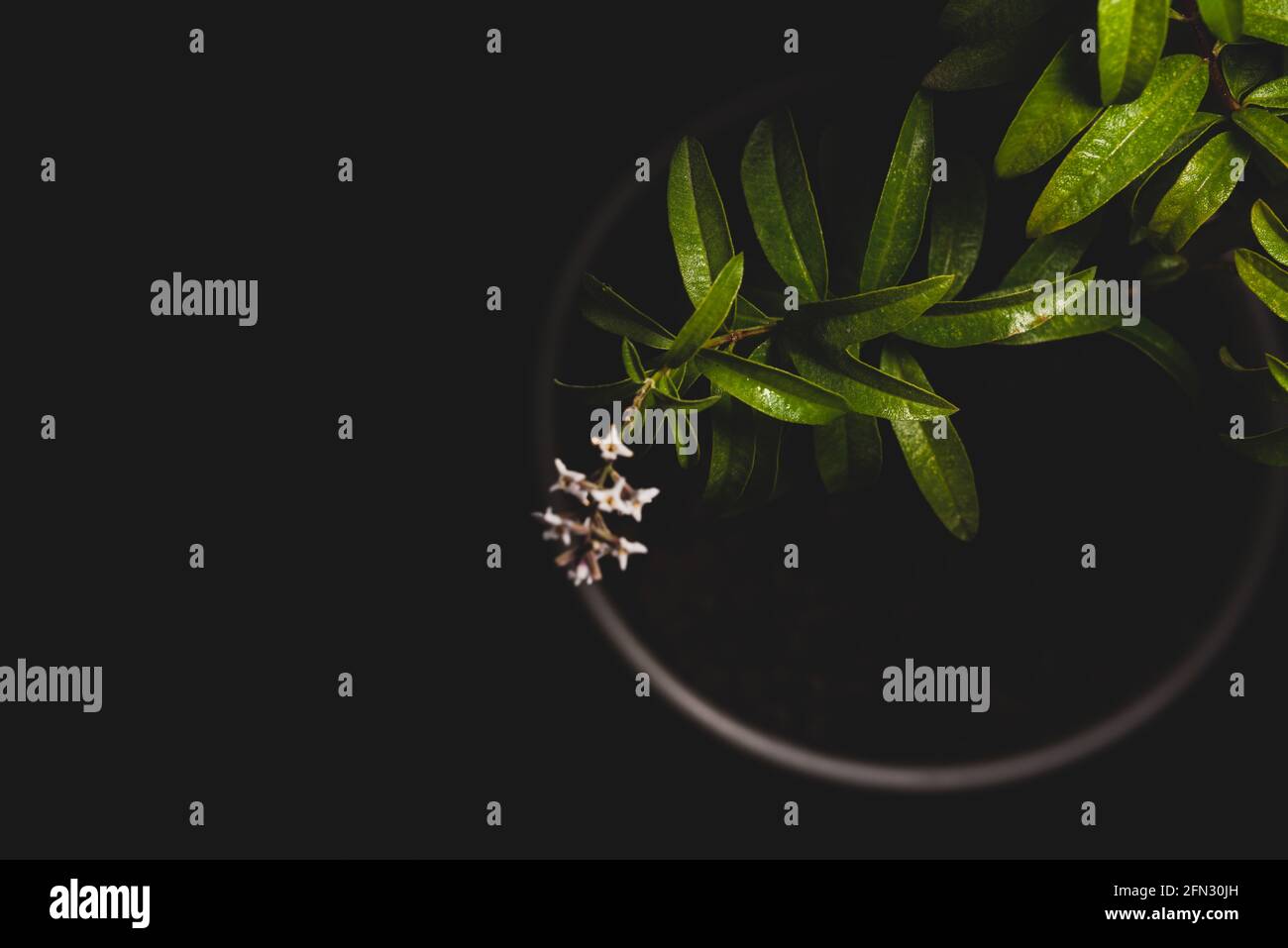 Aloysia citrodora, lemon verbena, is a species of flowering plant in ...