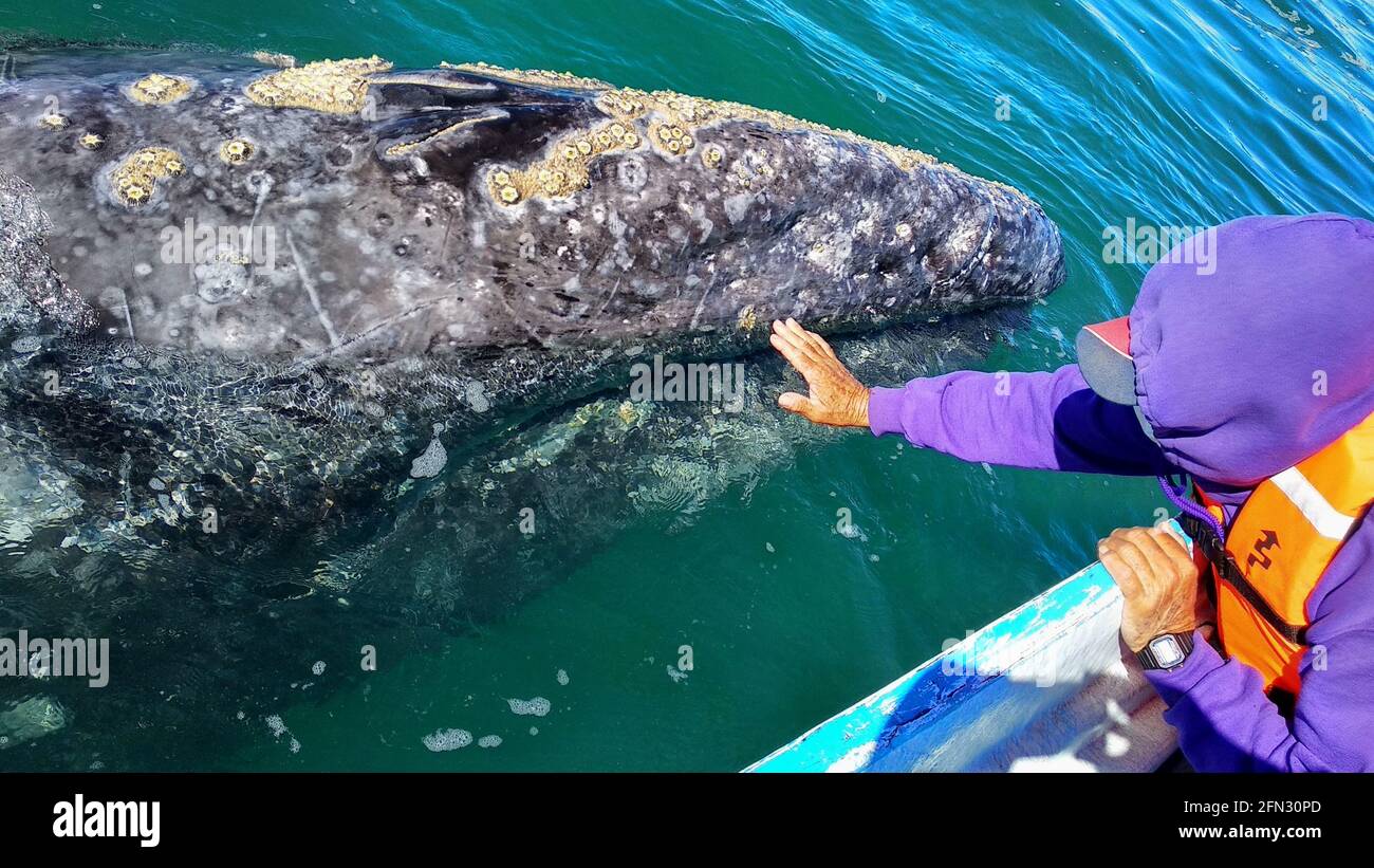 GUERRERO NEGRO, BCS, MEXICO - Jan 28, 2021: whale watching in Mexico ...