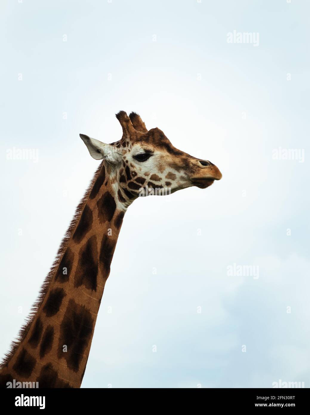 A tall giraffe from the side Stock Photo - Alamy