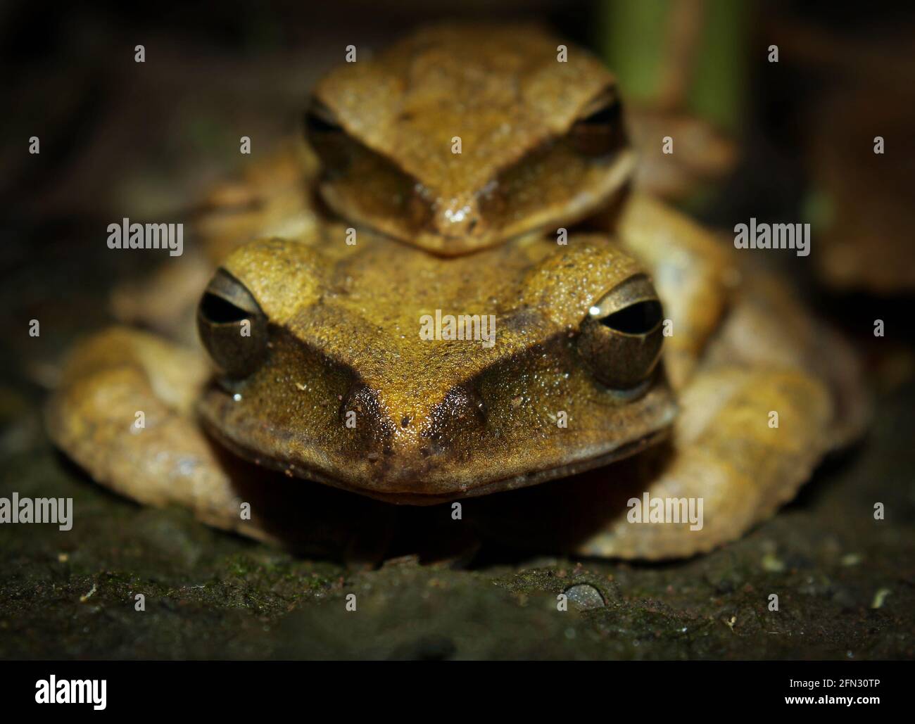 Terai tree frog (Polypedates teraiensis) amplecting pair Stock Photo ...