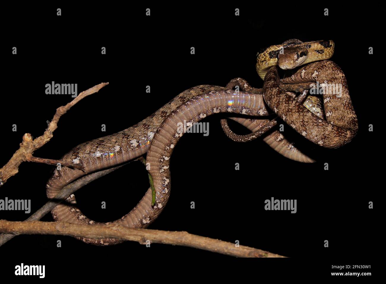 Snake coiled tree hi-res stock photography and images - Alamy