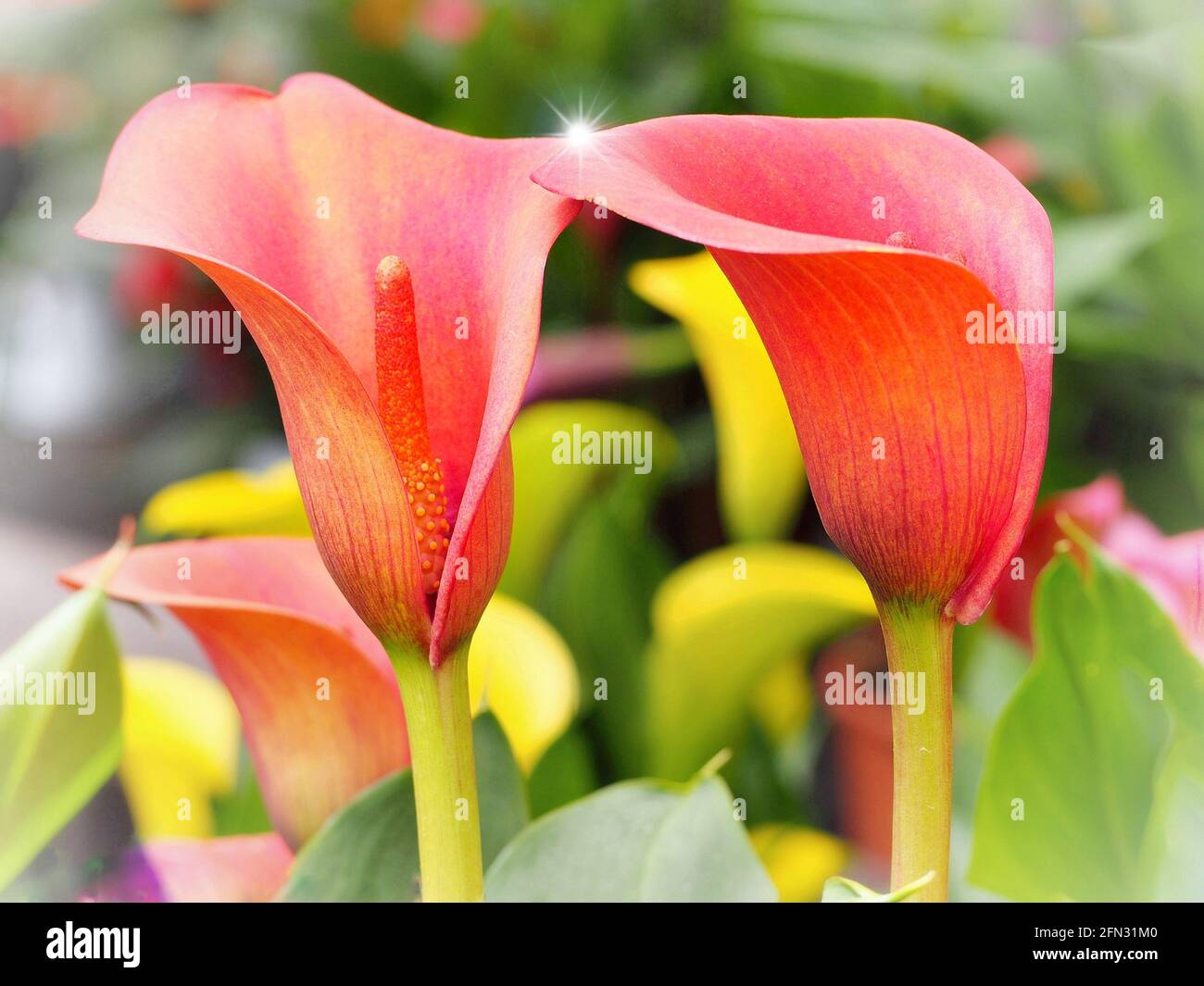 Natural background with colorful flowers with beam of light Stock Photo ...