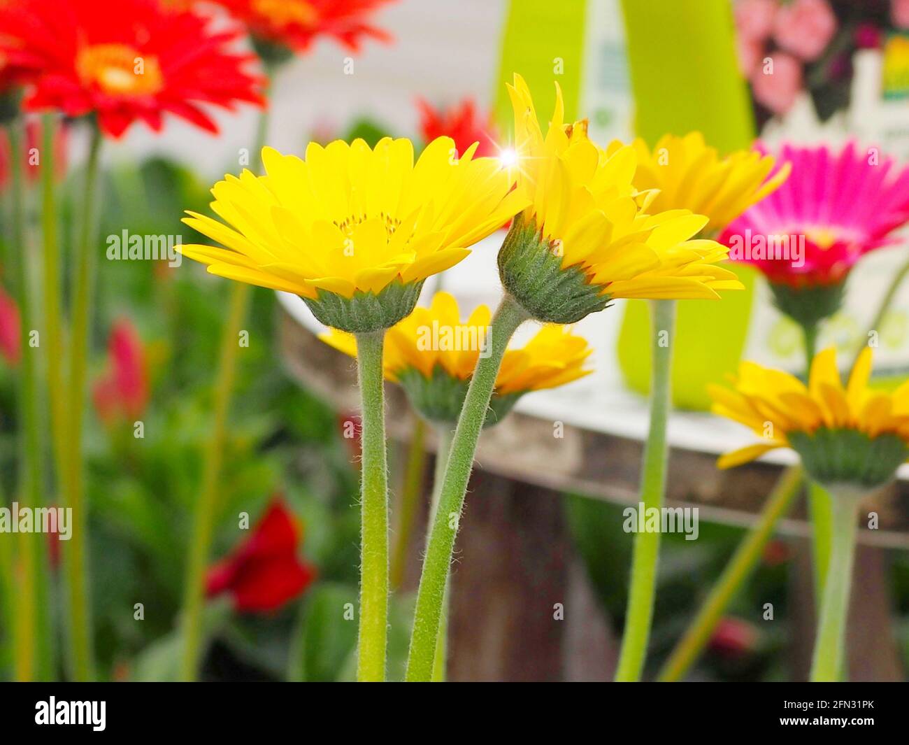 Natural background with colorful flowers with beam of light Stock Photo ...