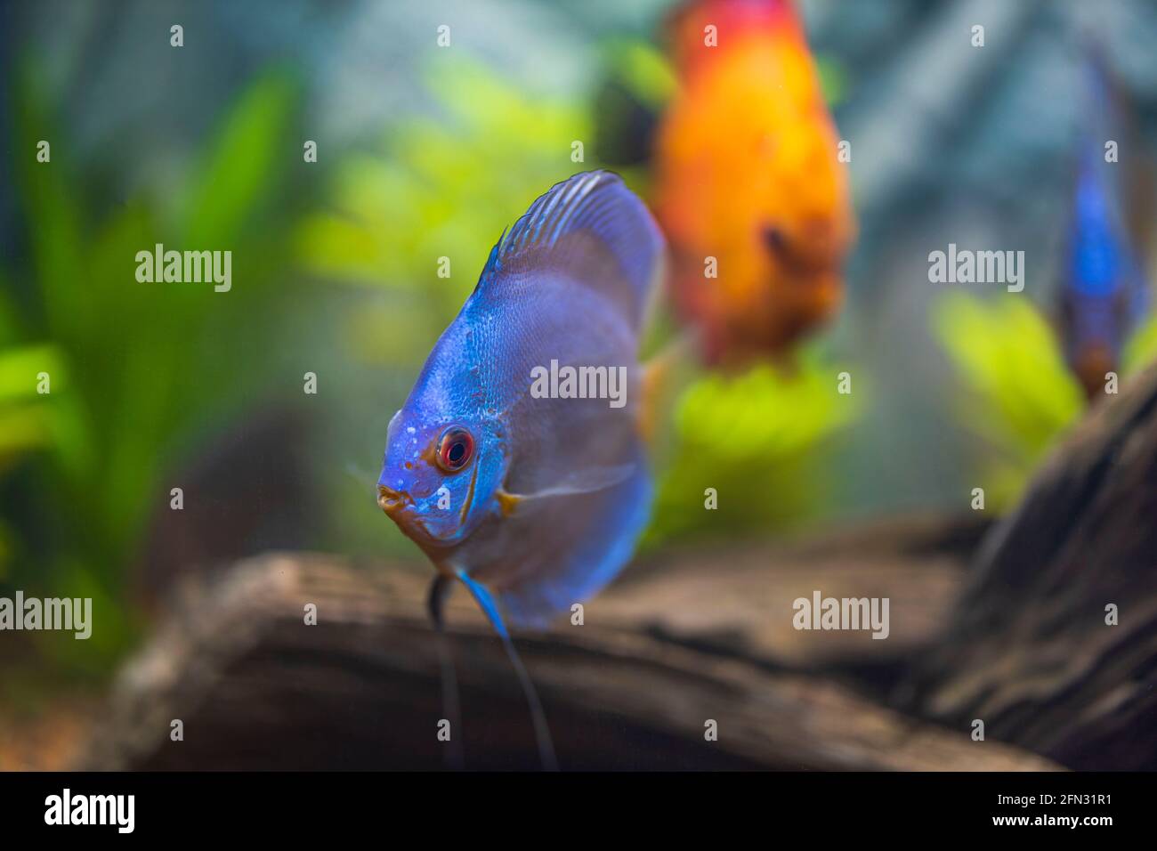 Close up view of discus fish swimming in planted aquarium. Tropical ...