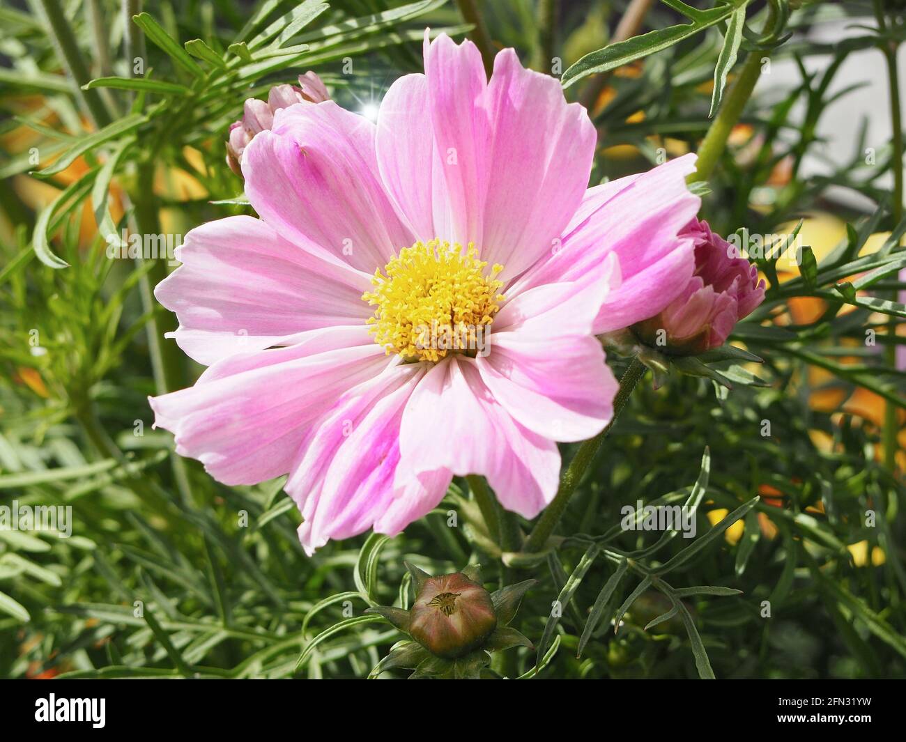 Natural background with colorful flowers with beam of light Stock Photo ...