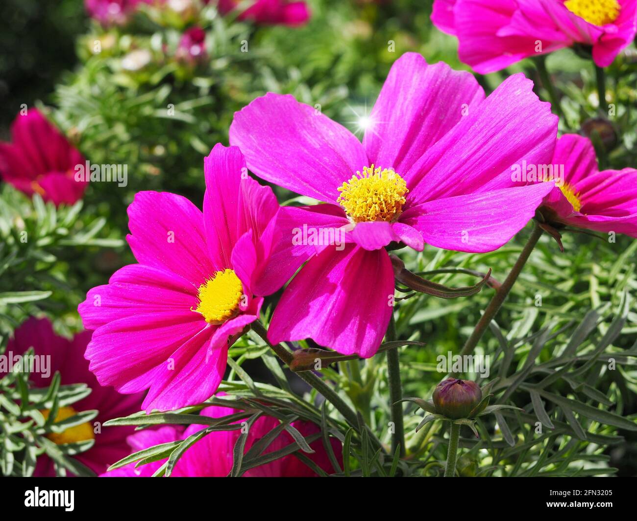 Natural background with colorful flowers with beam of light Stock Photo ...