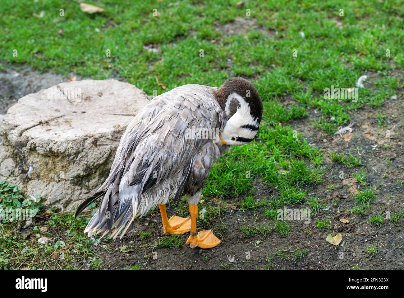 Long necked goose hi-res stock photography and images - Alamy