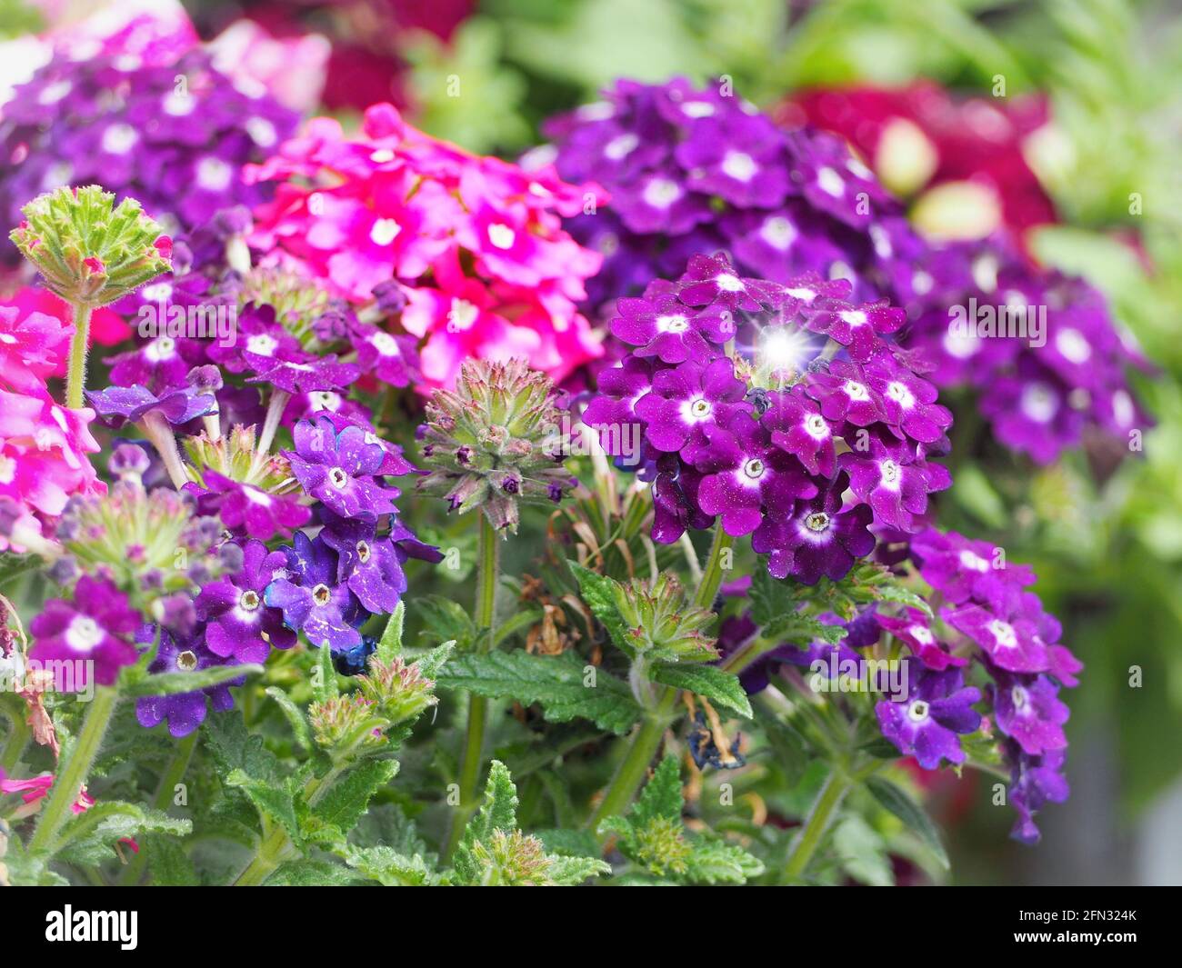 Natural background with colorful flowers with beam of light Stock Photo ...
