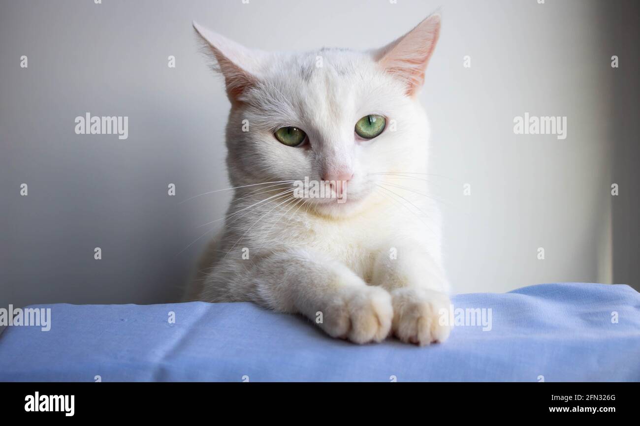 White Cat Angry High Resolution Stock Photography and Images - Alamy