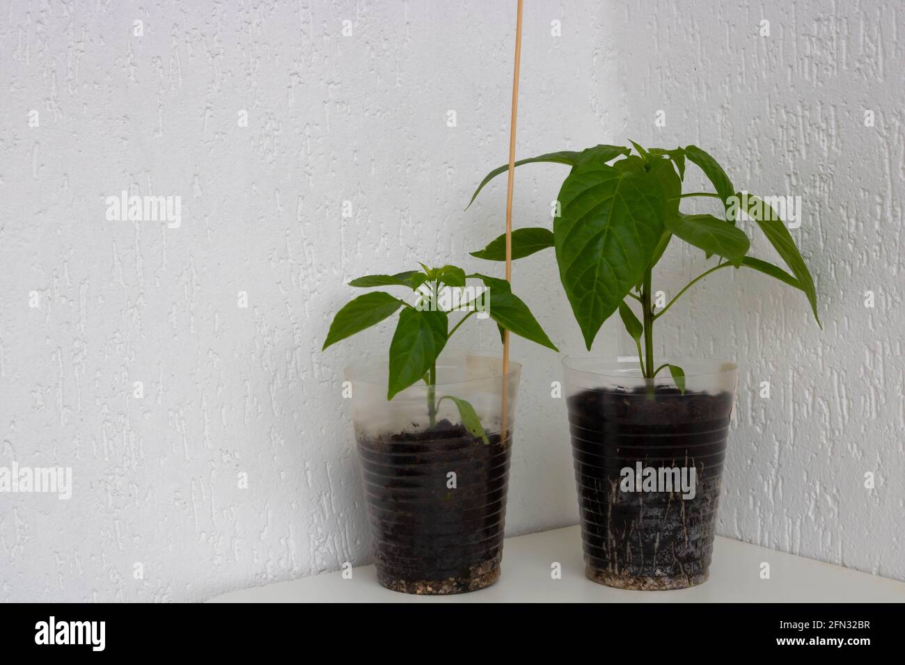 Seedling root system hi-res stock photography and images - Alamy