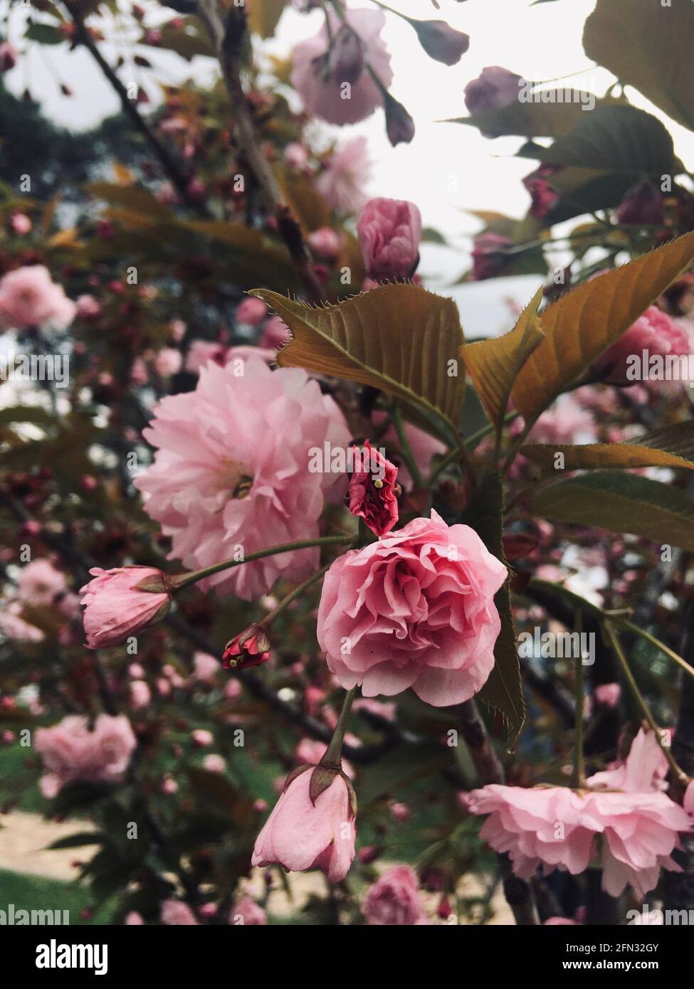 Sakura blooms hi-res stock photography and images - Alamy