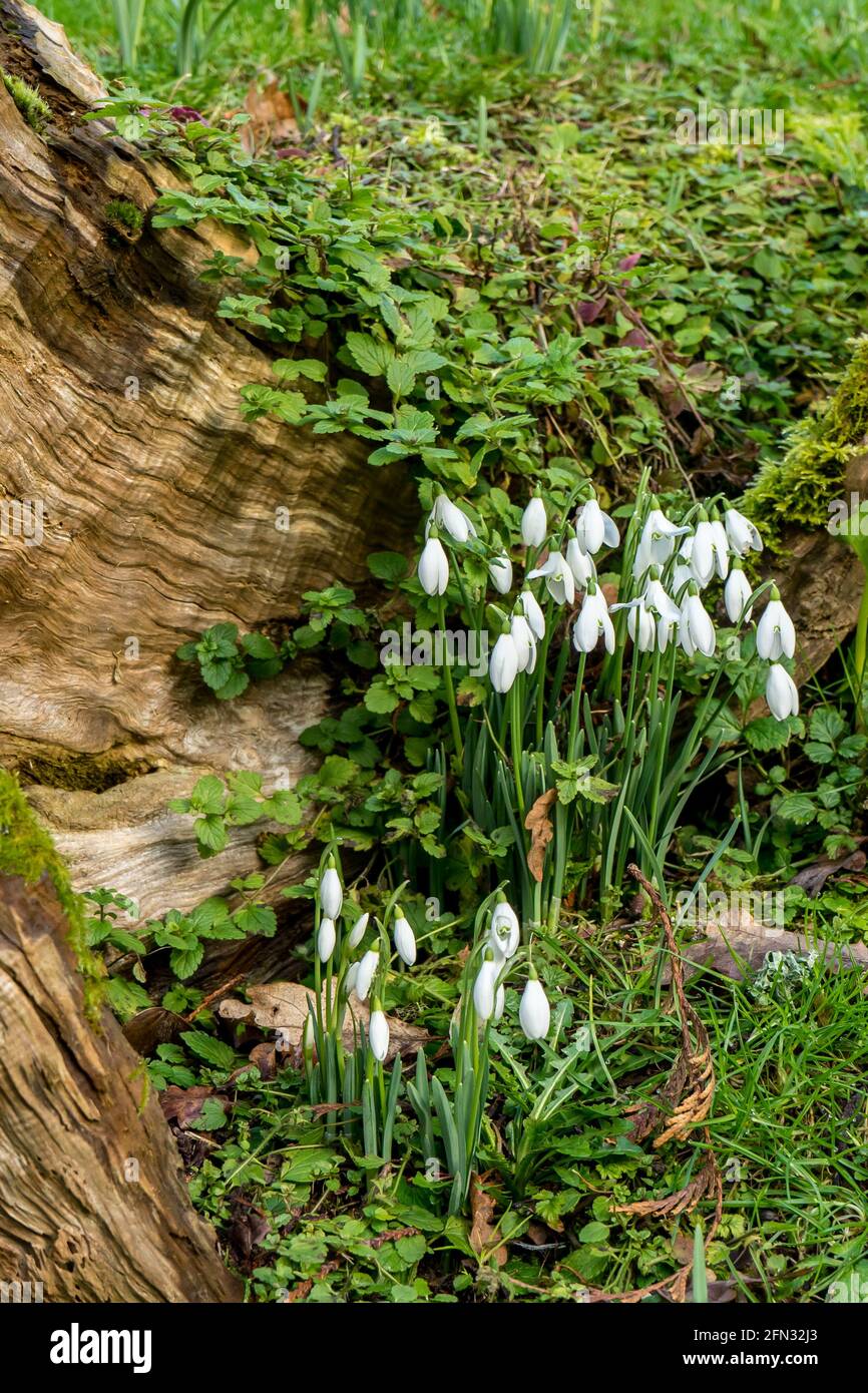 Clumps of naturalised snowdrops next to fallen tree in woodland Stock ...