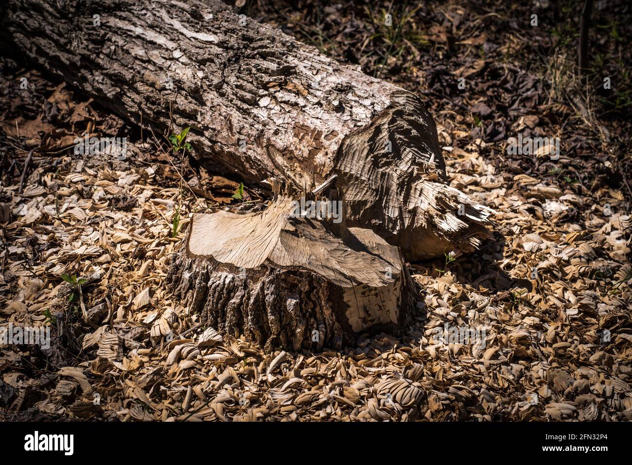 Beaver work on trees hi-res stock photography and images - Alamy