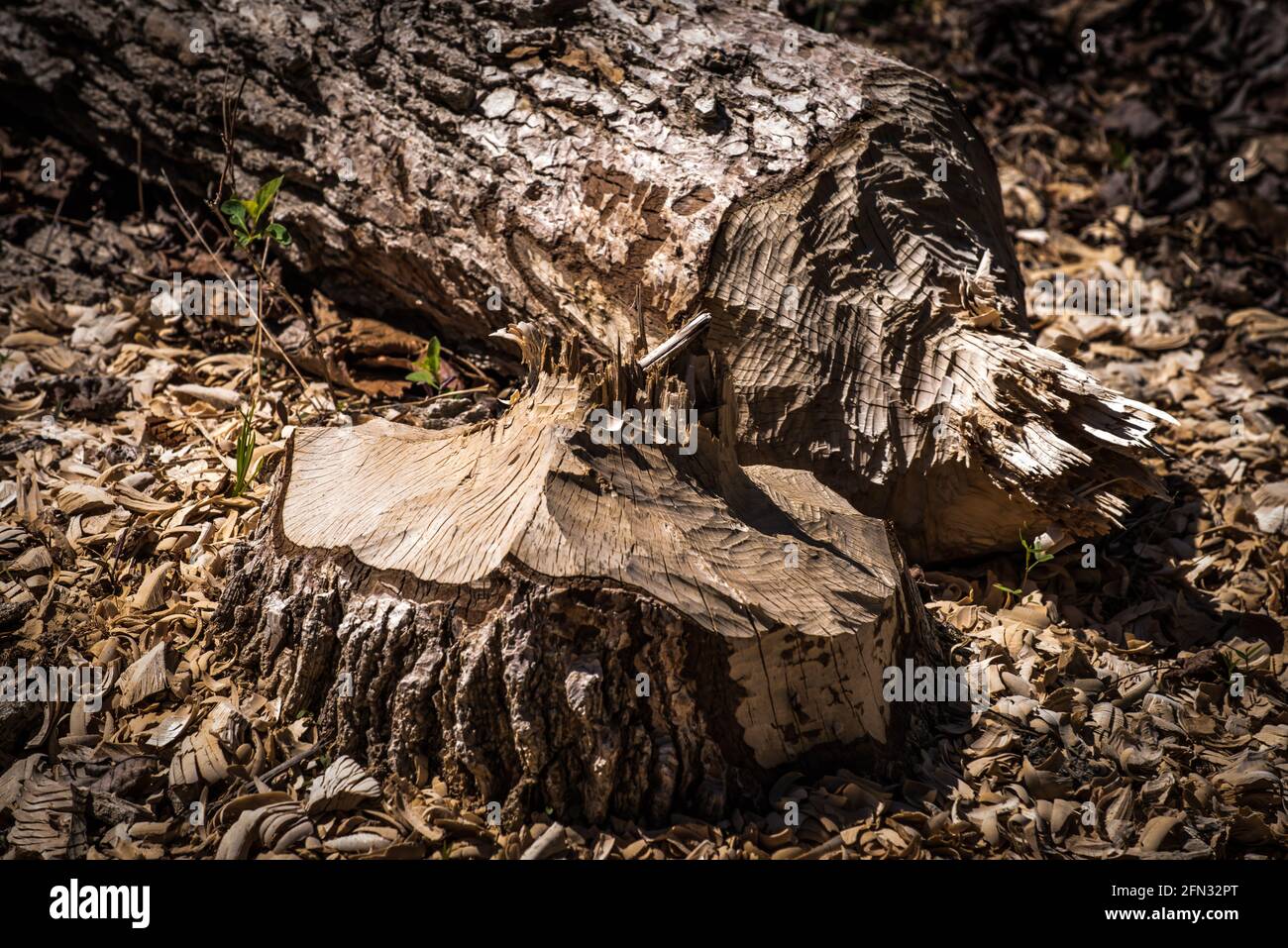 Beaver chewing on stump of tree hi-res stock photography and images - Alamy
