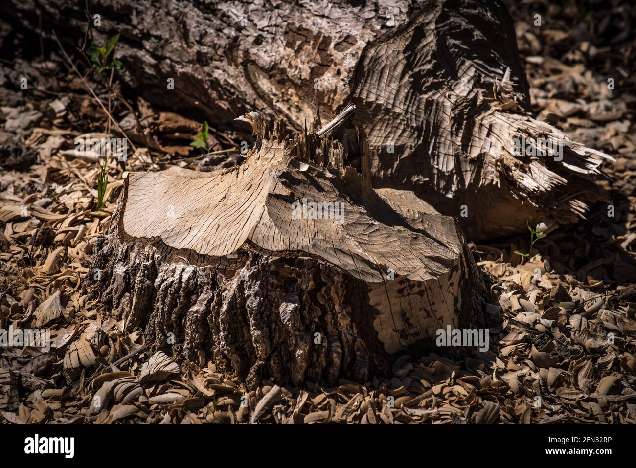 Beaver chewing on wood hi-res stock photography and images - Alamy