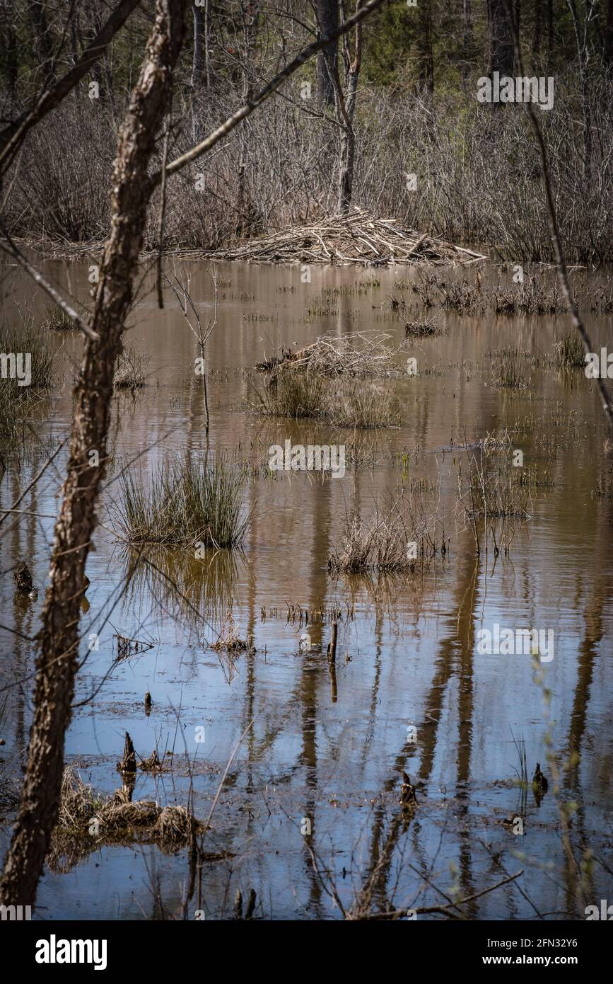 Swampy farm area with beaver dam hut Stock Photo - Alamy