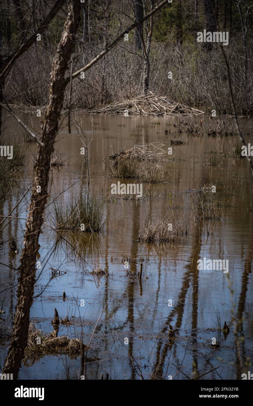 Habitat destruction swamp hi-res stock photography and images - Alamy