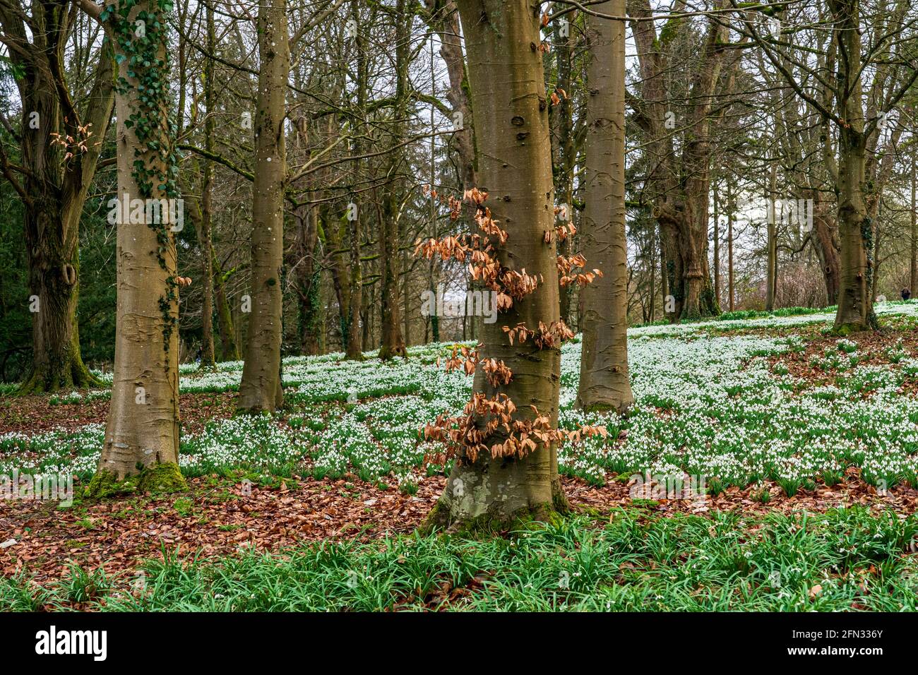 Colesbourne park snowdrops hi-res stock photography and images - Alamy