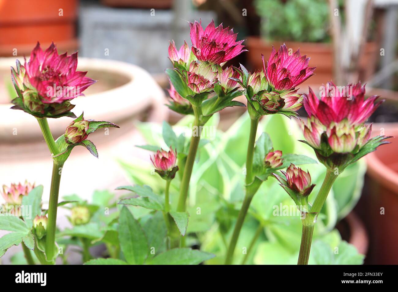 Astrantia major ‘Claret’ masterwort Claret – ruby red flowers with ...