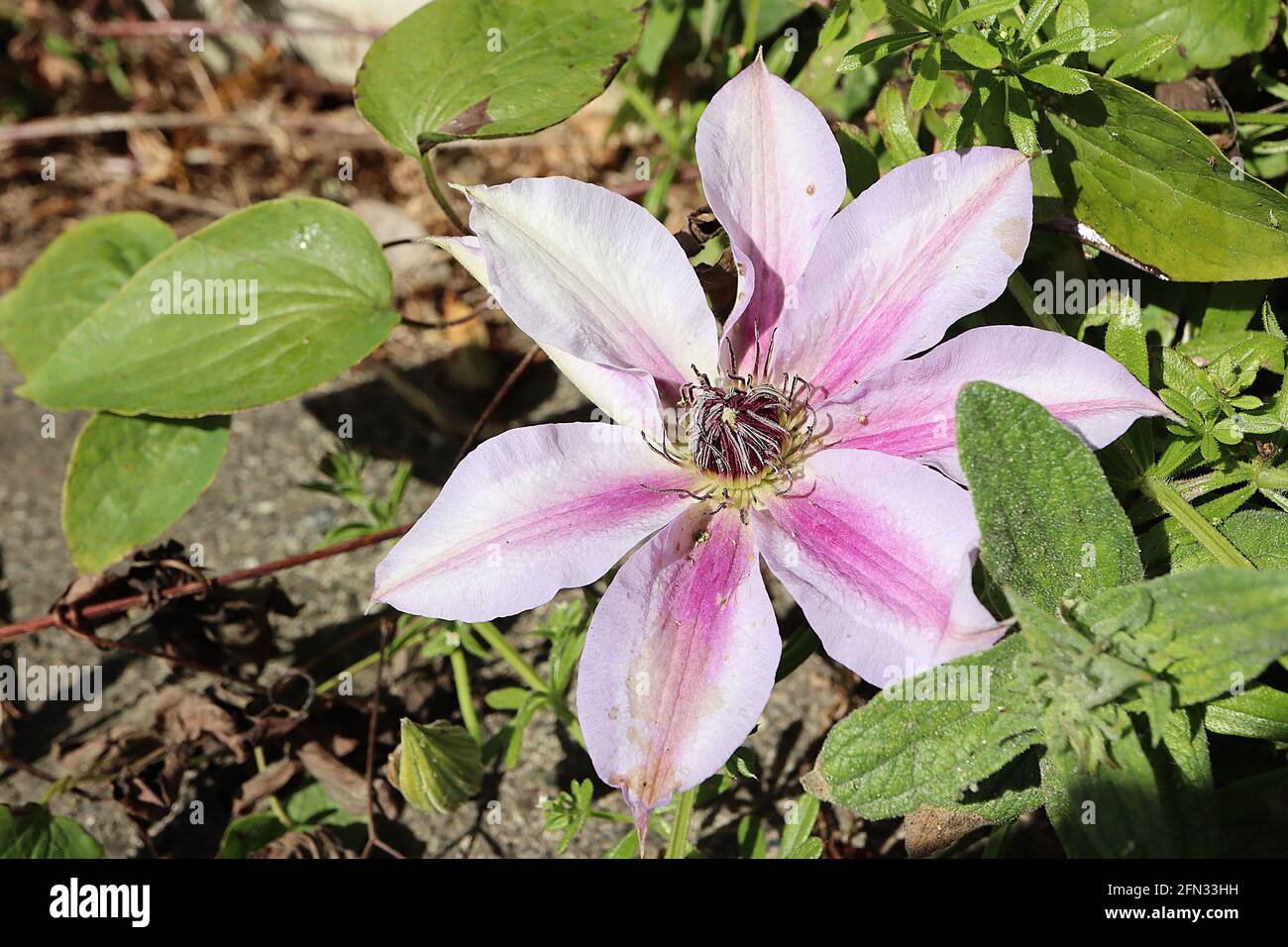 Clematis ‘Ooh La La’ Pale pink flowers with dark pink central stripe on ...
