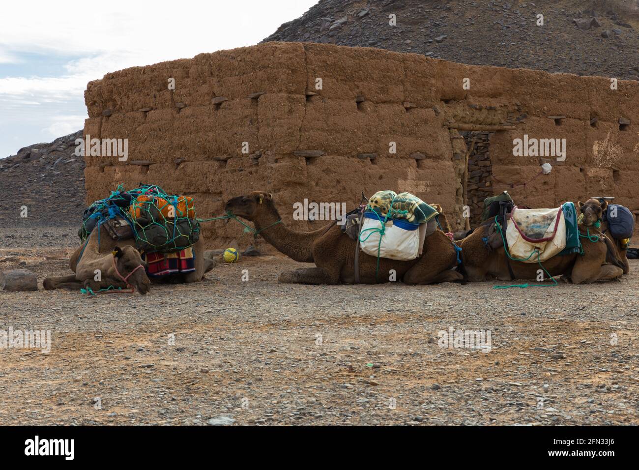 Camels lying near a house in the Sahara Desert, Morocco Stock Photo - Alamy