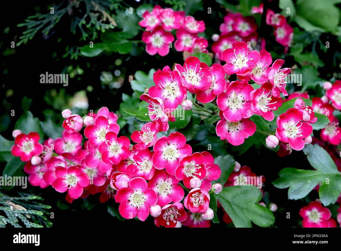 Hawthorn Crimson Cloud High Resolution Stock Photography and Images - Alamy