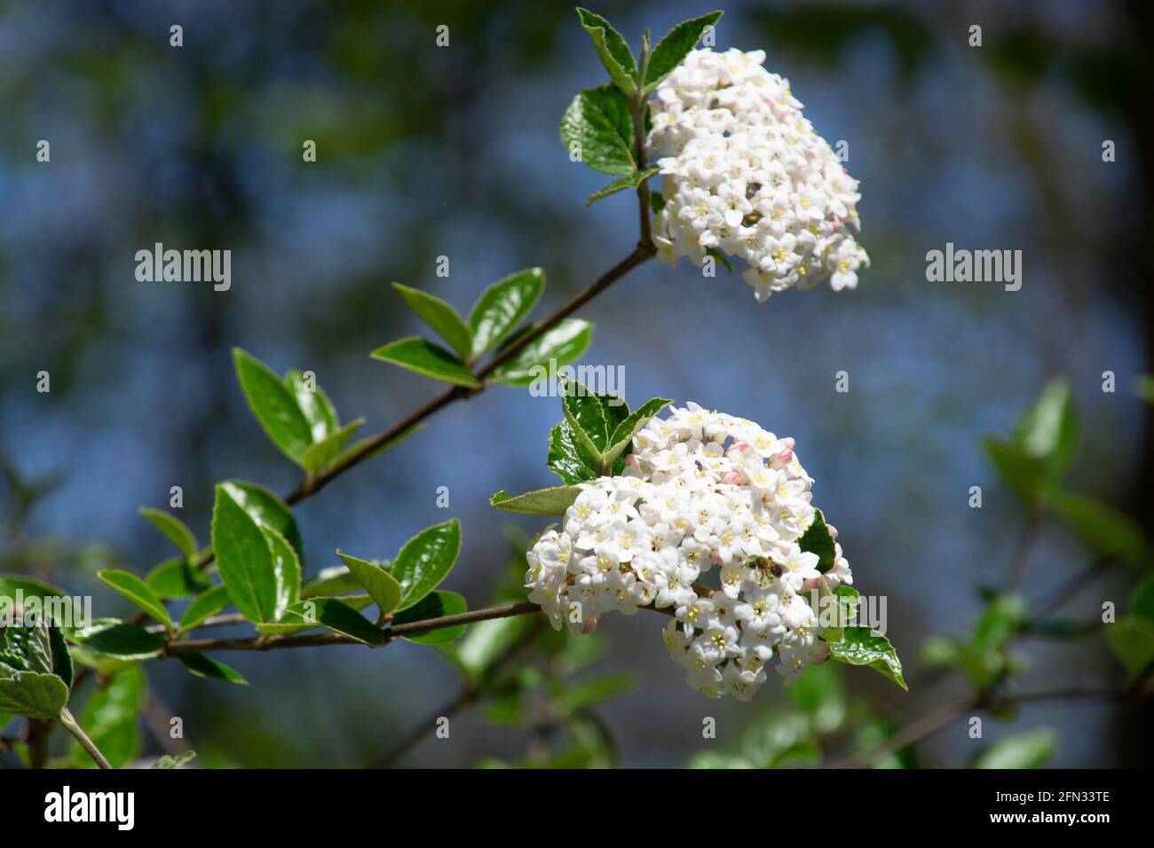 Viburnum carlesii spring flower hi-res stock photography and images - Alamy