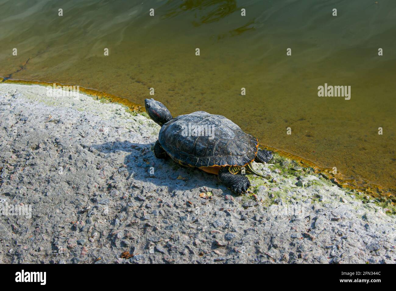 Tortoise nature animal amphibian basking resting hi-res stock ...