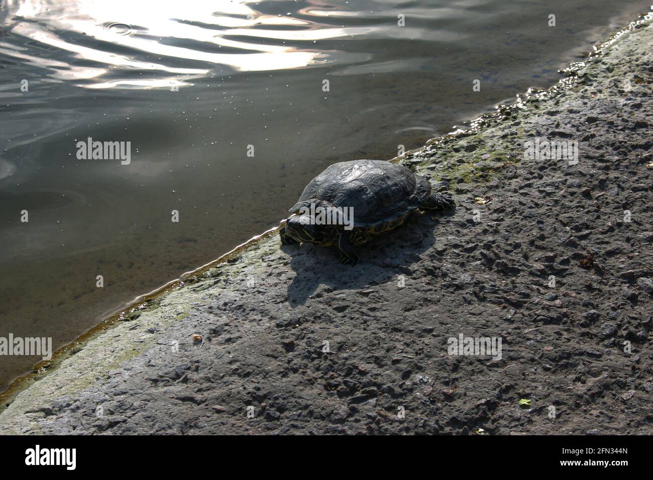 Amphibian turtle in the city park. The animal is basking in the sun ...