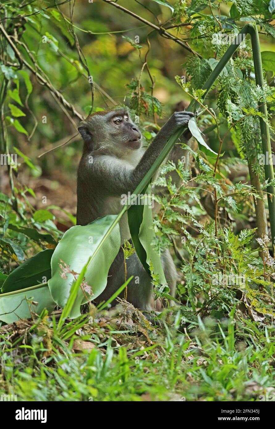 Long-tailed Macaque (Macaca fascicularis fascicularis) immature male ...