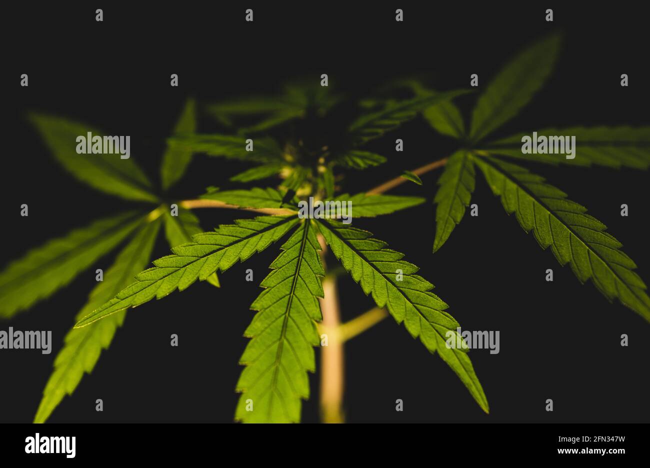 Macro close up portrait of Marijuana cannabis plant Stock Photo - Alamy