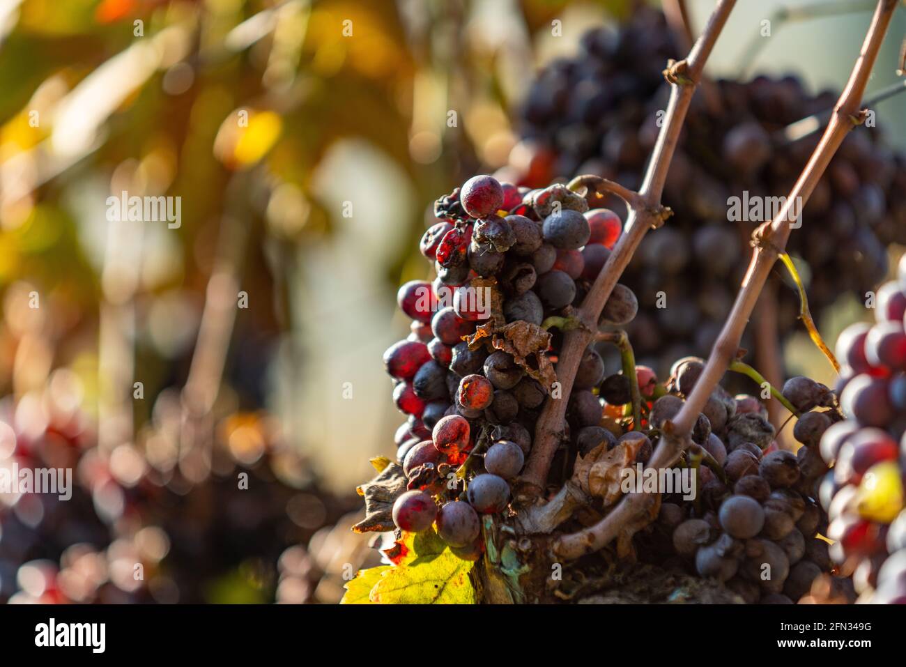 A grape field for wine. Vineyard hills. Autumn landscape with rows of ...