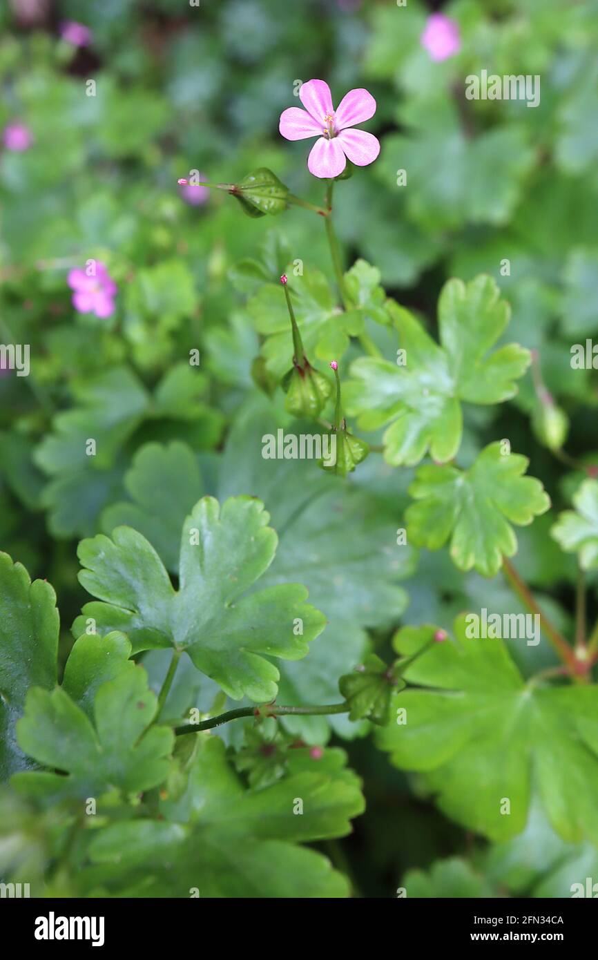 Shiny flowers hi-res stock photography and images - Alamy