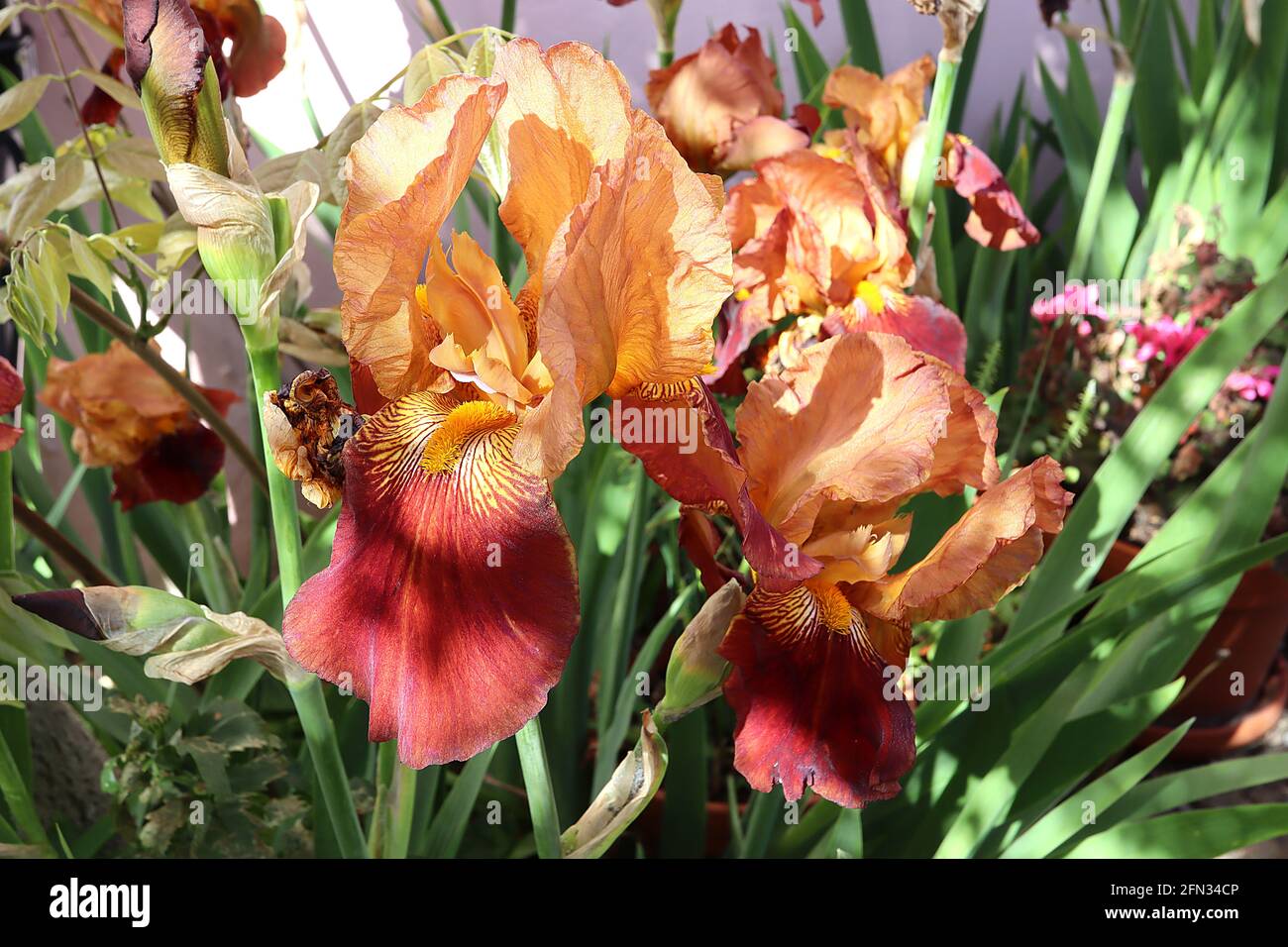 Iris ‘Copatonic’ Tall bearded iris Brown standards, russet edges ...