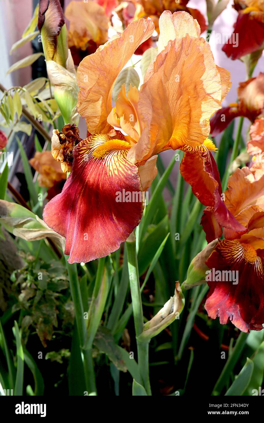 Iris ‘Copatonic’ Tall bearded iris Brown standards, russet edges ...