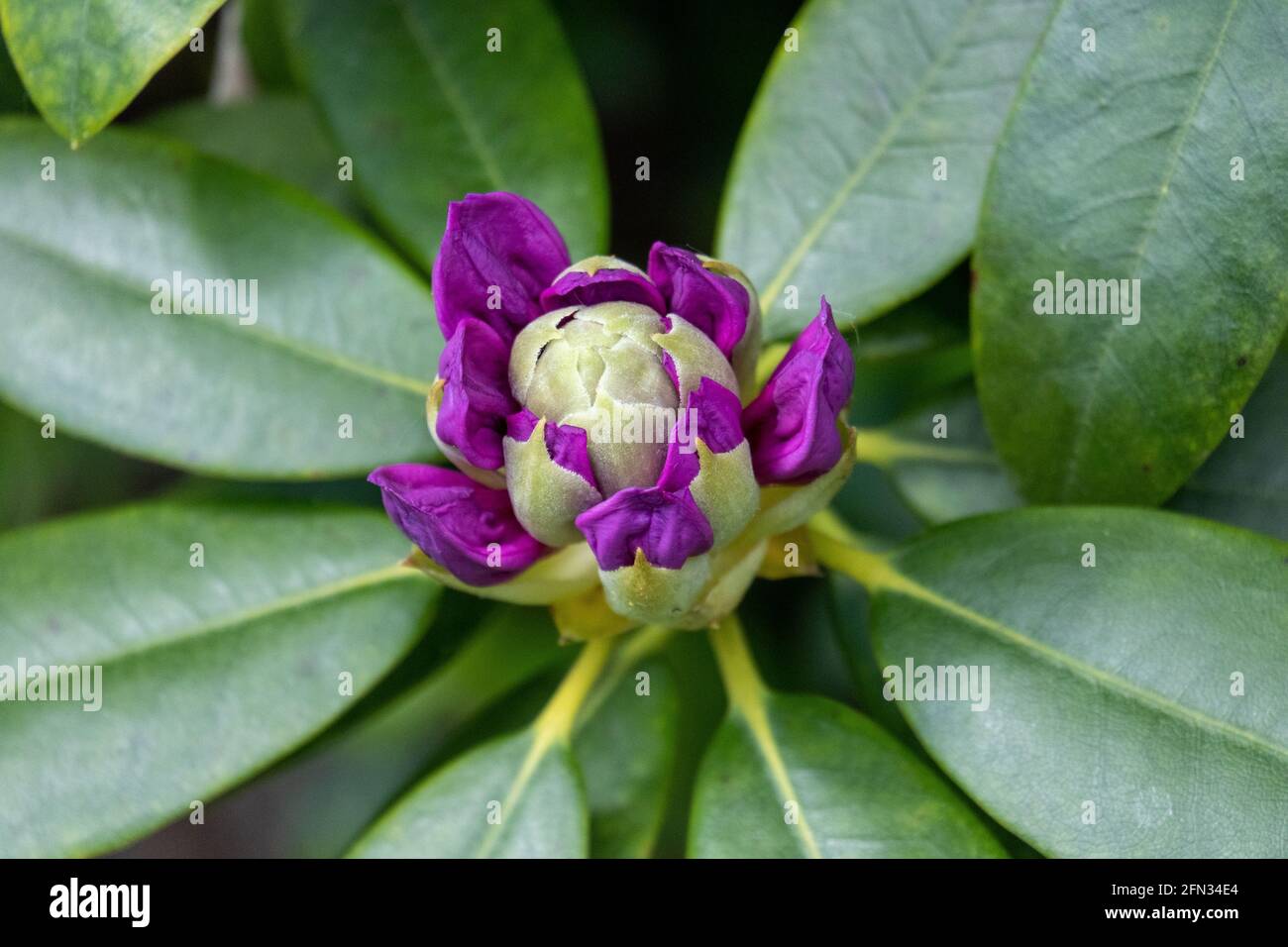 Dendron hi-res stock photography and images - Alamy