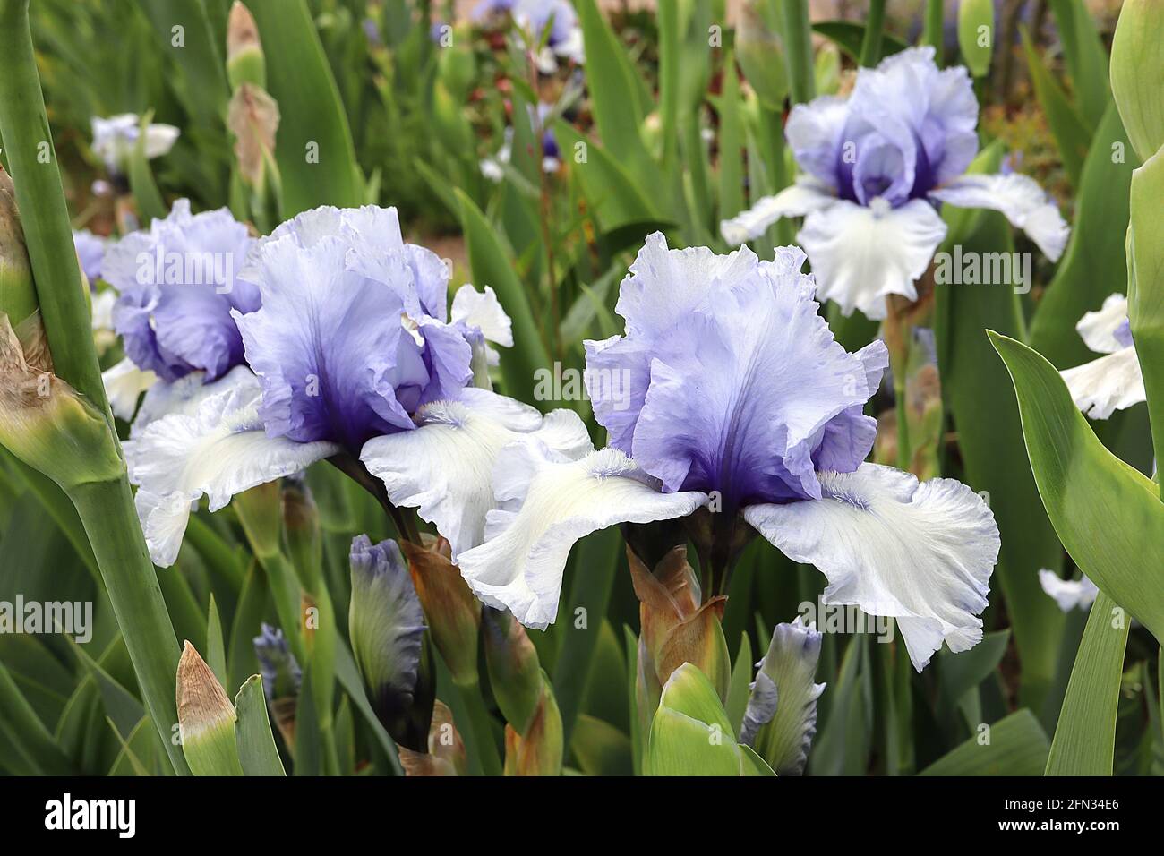 Iris ‘Cascade Springs’ Tall bearded iris White falls, sky blue ...