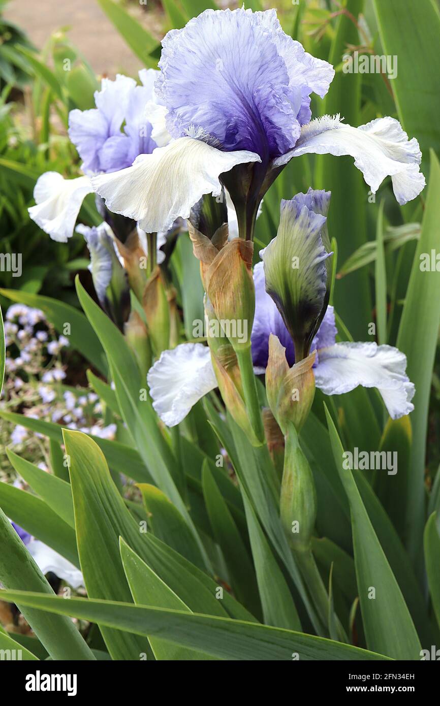 Iris ‘Cascade Springs’ Tall bearded iris White falls, sky blue ...