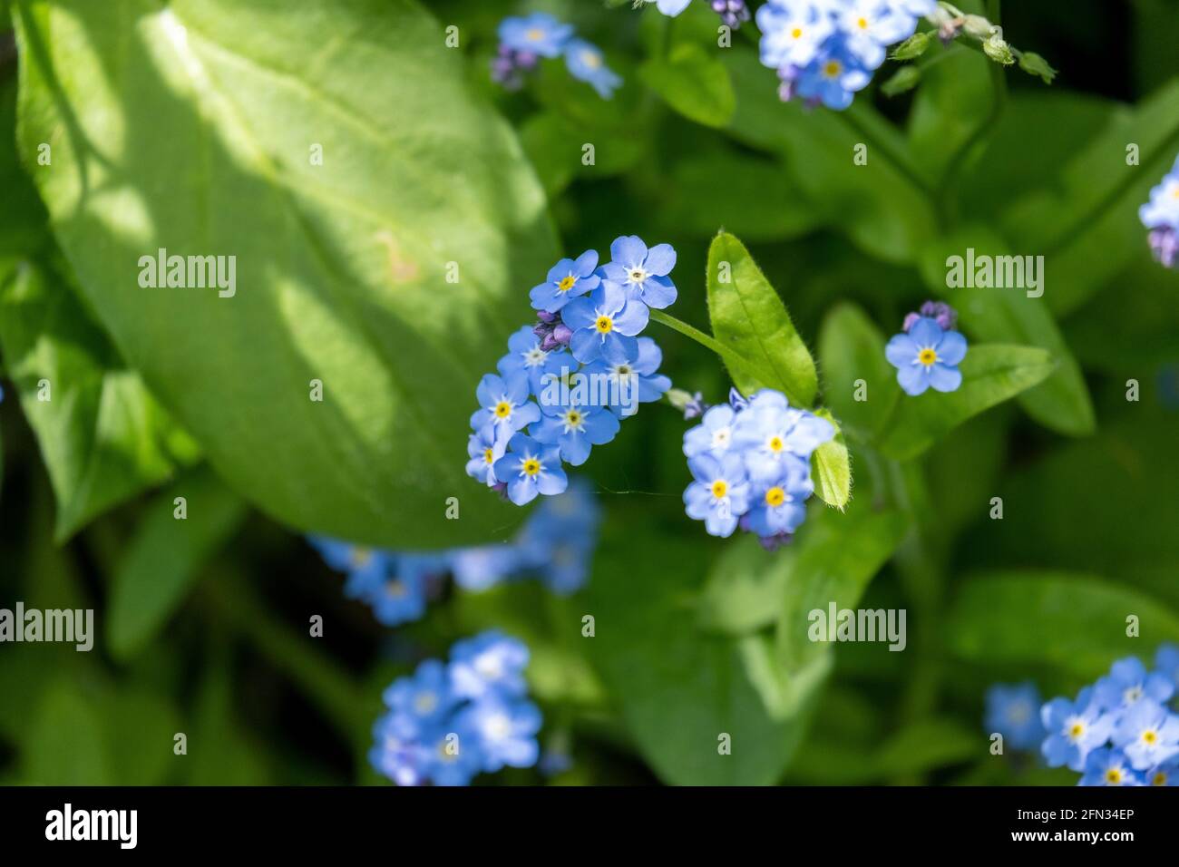 blue forget me not flowers Stock Photo - Alamy