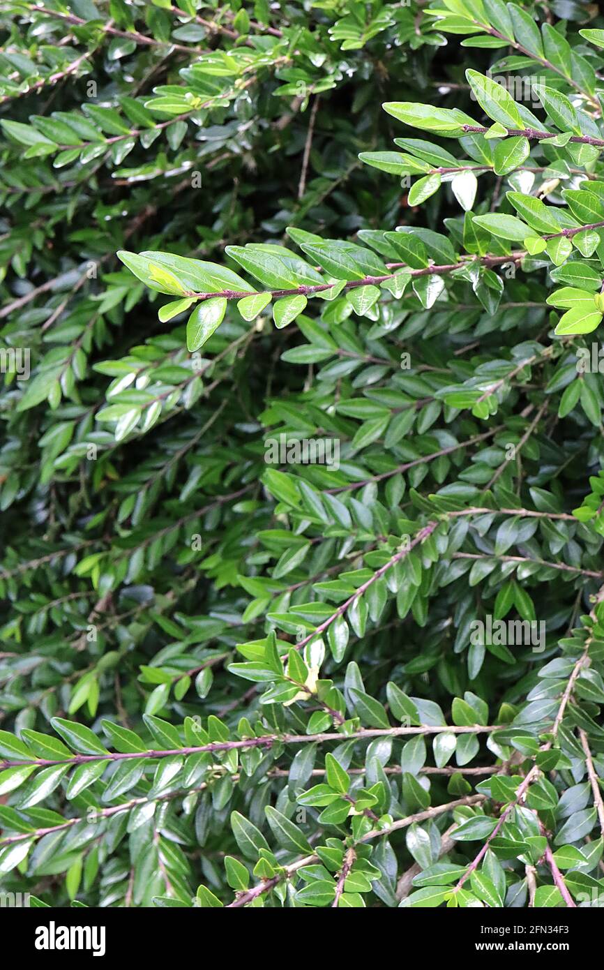 Lonicera ligustrina var pileata hi-res stock photography and images - Alamy