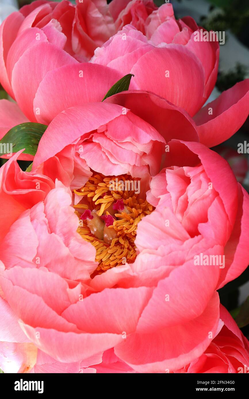 Paeonia ‘Coral Sunset’ Peony Coral Sunset – coral pink flowers with ...