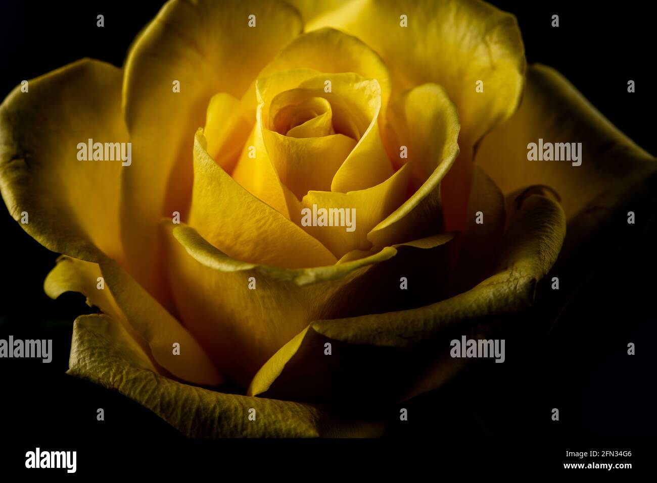 Close Up of Single Yellow Rose on a black background Stock Photo - Alamy