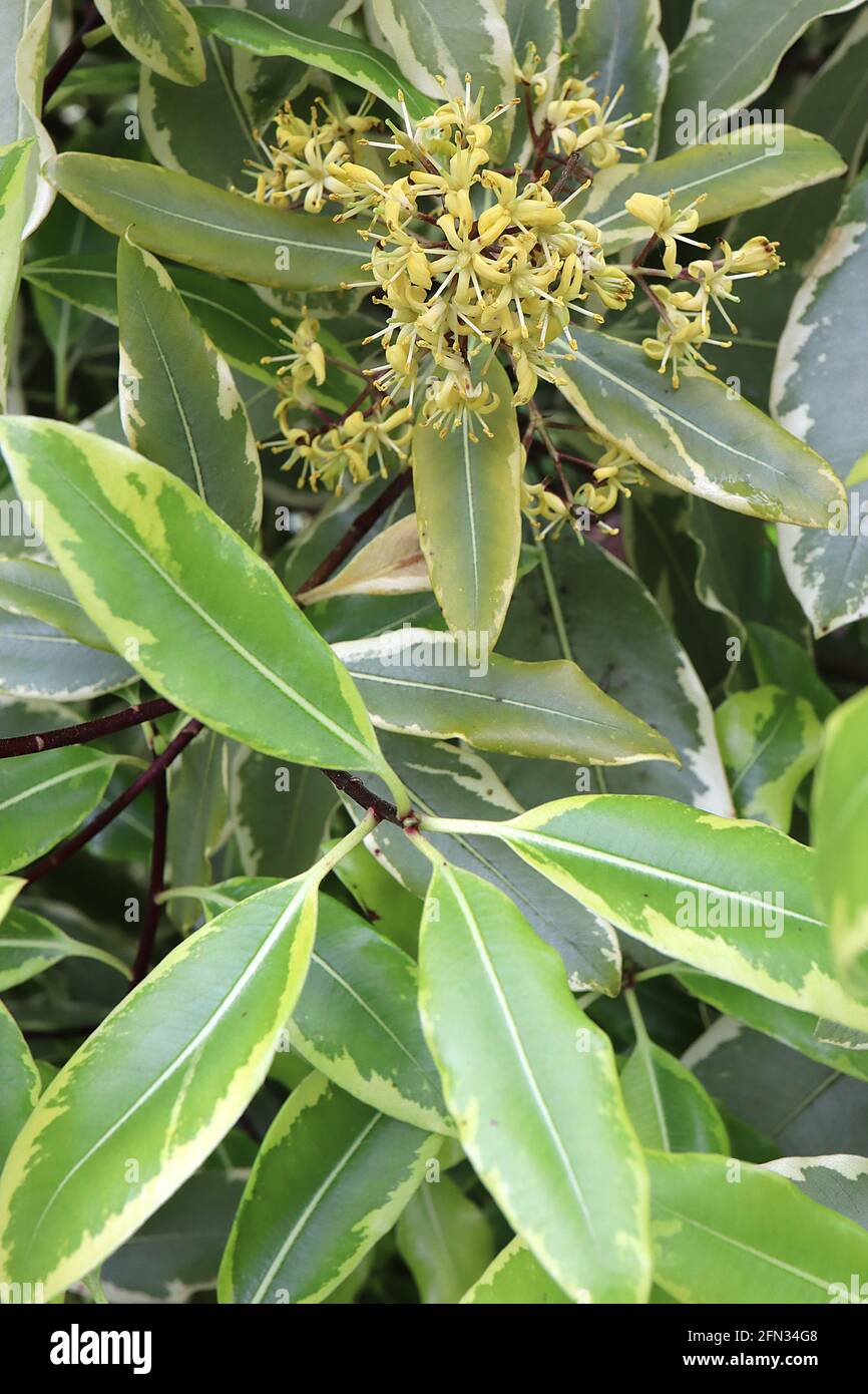 Pittosporum eugenioides ‘Variegatum’ variegata tarata – small dull ...