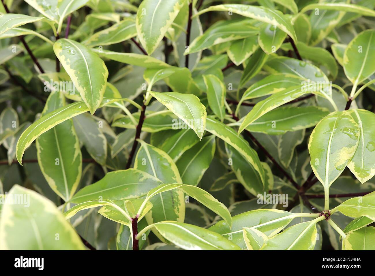 Pittosporum eugenioides ‘Variegatum’ variegata tarata – small dull ...