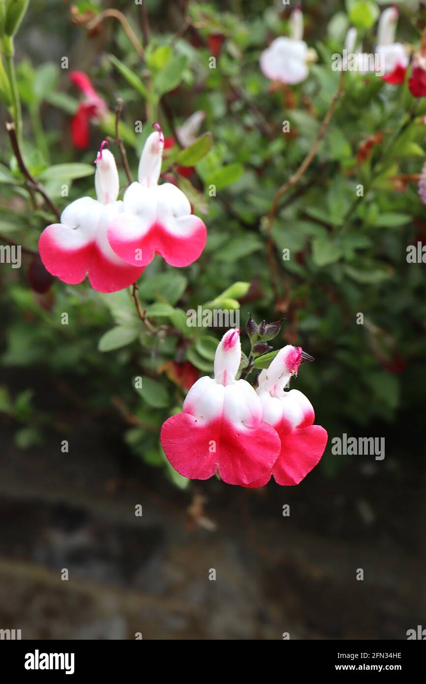 Salvia ‘Hot Lips’ Sage Hot Lips – half white half red flowers on green ...