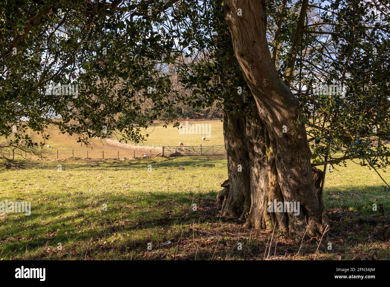 Large tree, Gwysaney Estate, North Wales Stock Photo - Alamy