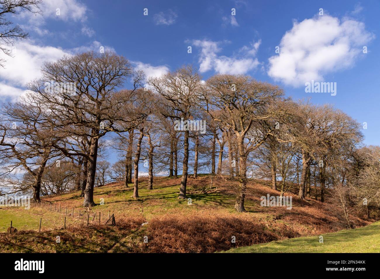 Copse of trees hi-res stock photography and images - Alamy