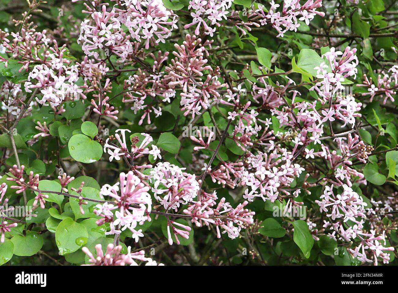 Long slender tutublar flowers hi-res stock photography and images - Alamy